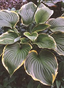Hosta ‘Leading Lady’
