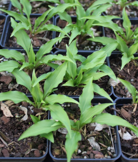 Mini. Green highly ruffled little leaves form a tight mound. Lots of ...